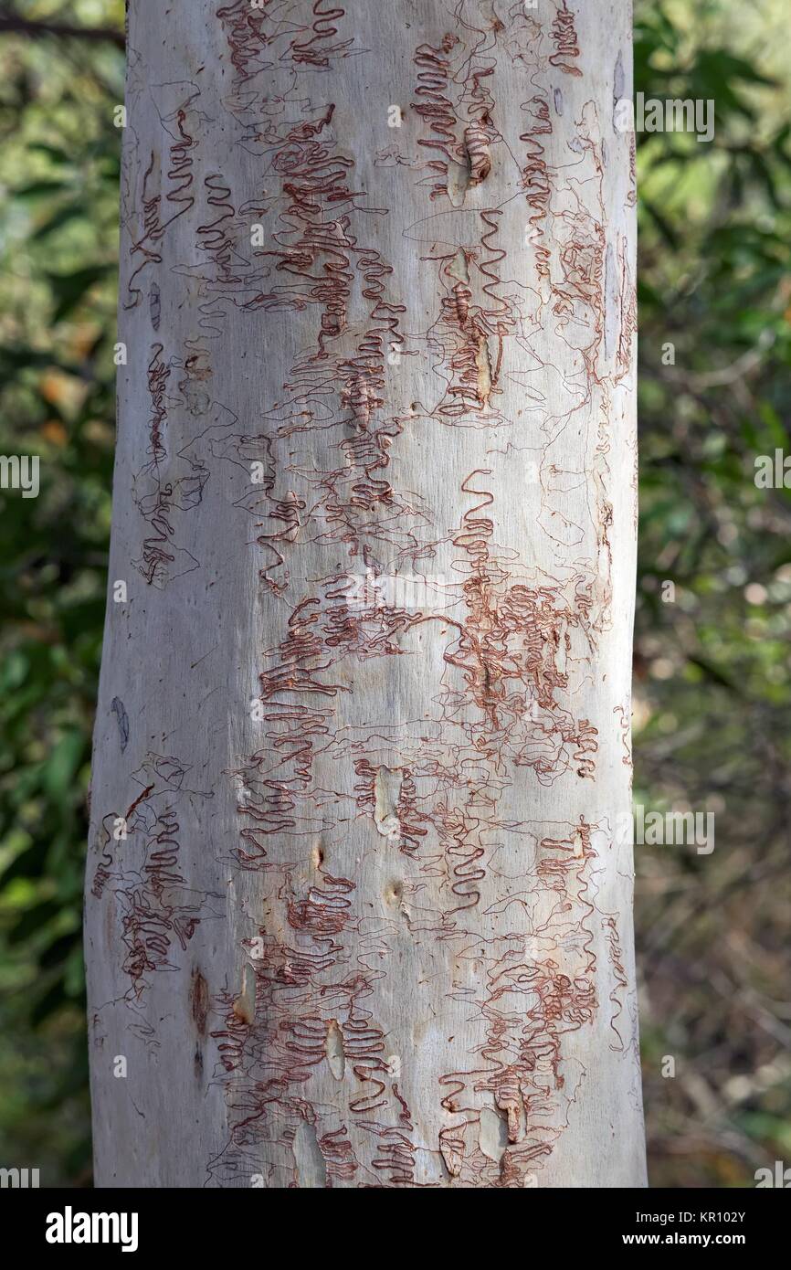 bark beetles patterns on eucalyptus tree Stock Photo - Alamy