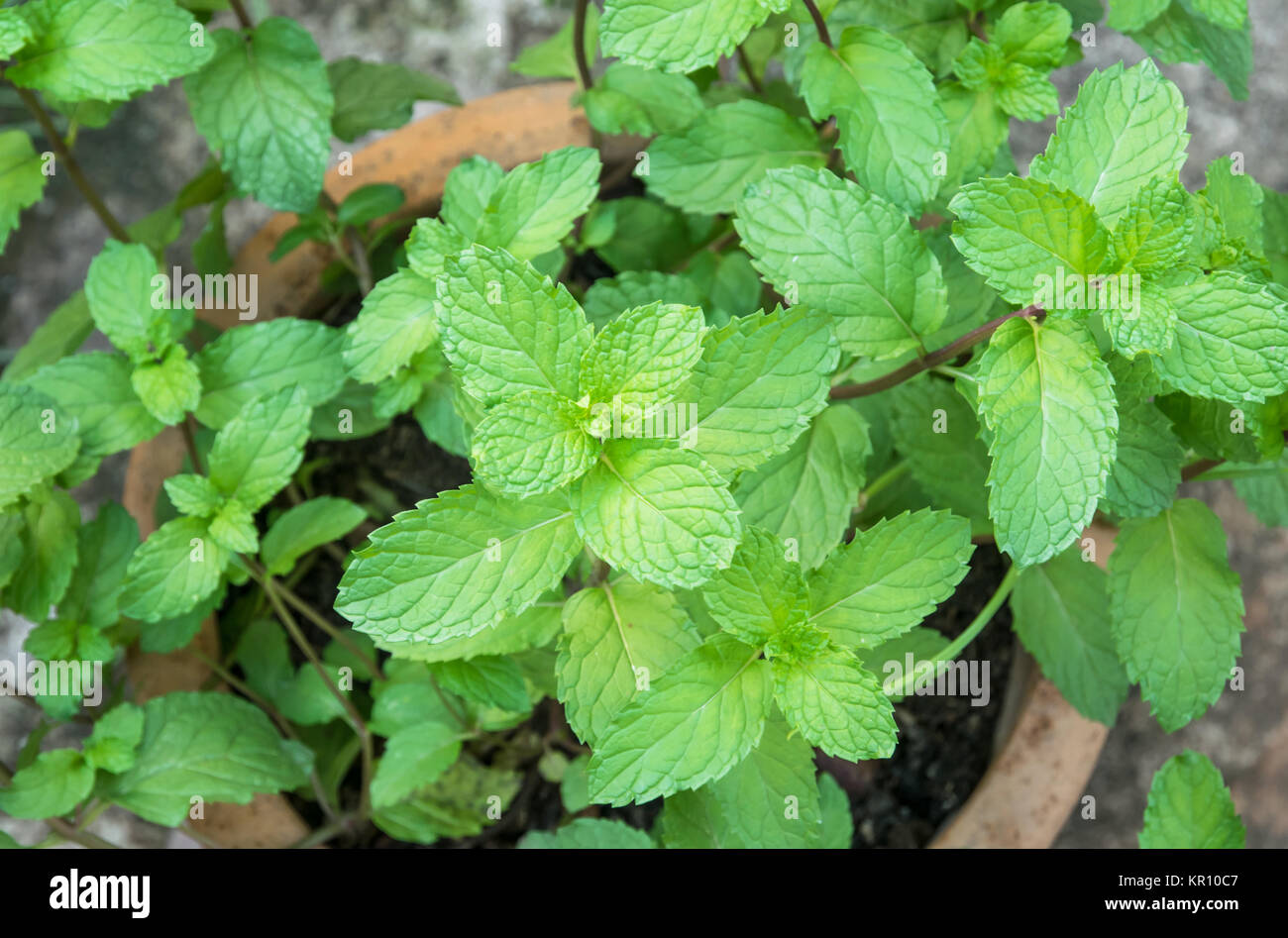 fresh mints in vegetable garden Stock Photo - Alamy