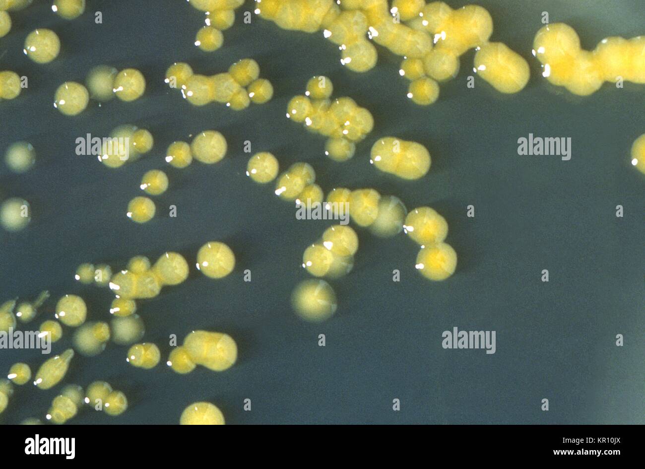 Family enterobacteriaceae hi-res stock photography and images - Alamy