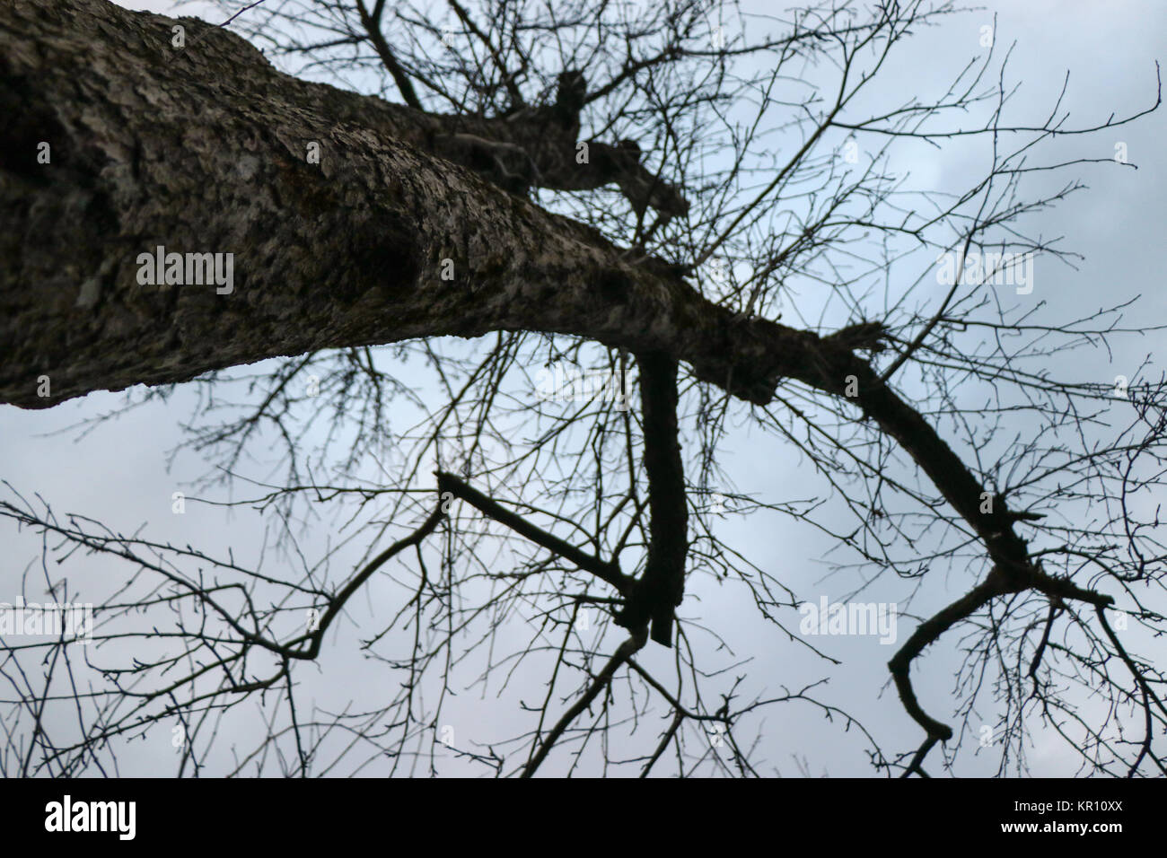 A tree view from below perspective Stock Photo - Alamy