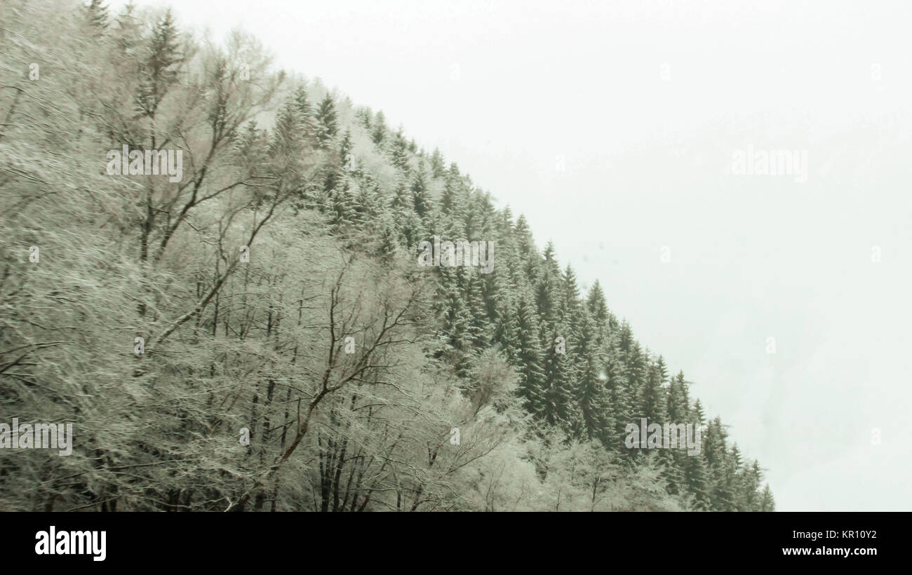 A white forest on the hill background Stock Photo - Alamy