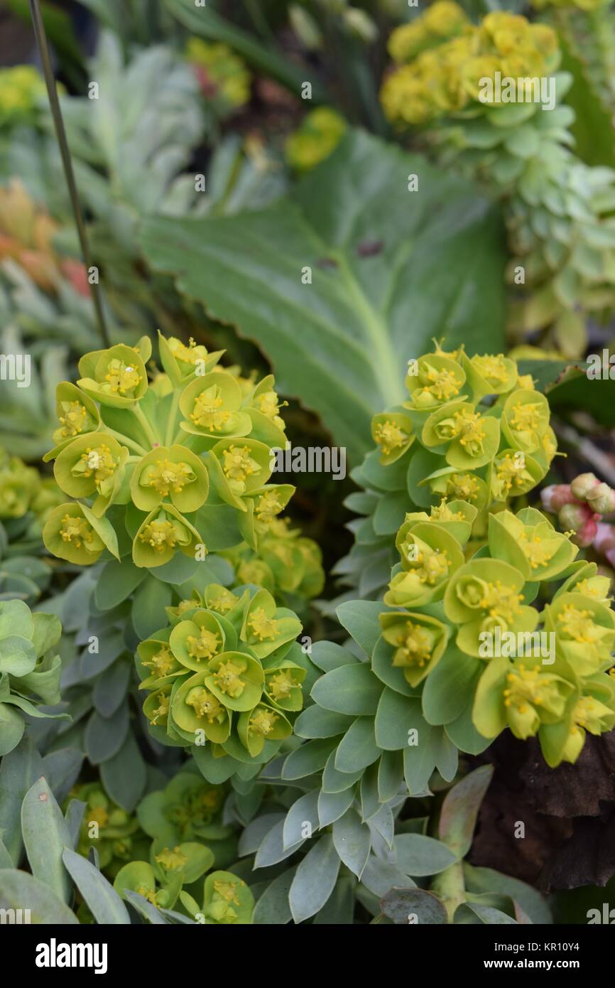 Euphorbiaceae family hi-res stock photography and images - Alamy