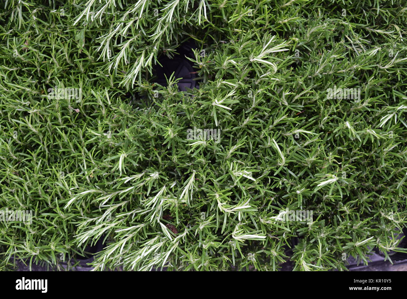 Evergreen sub shrub hi-res stock photography and images - Alamy