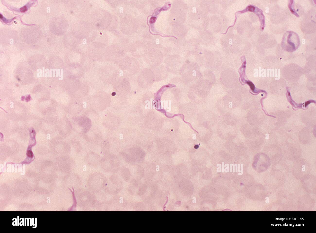 Trypanosoma Microbewiki
