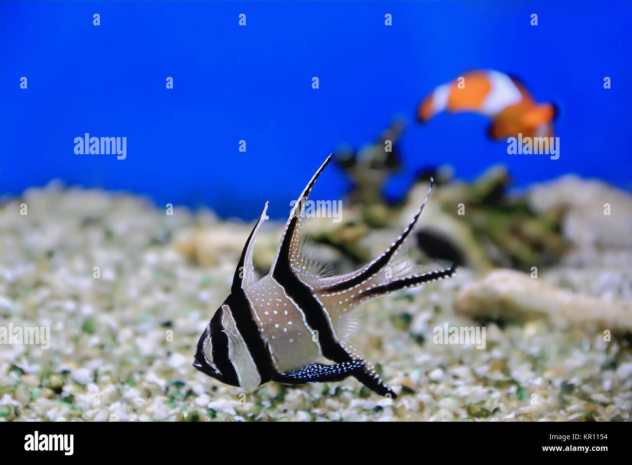 Moving fish hi-res stock photography and images - Alamy