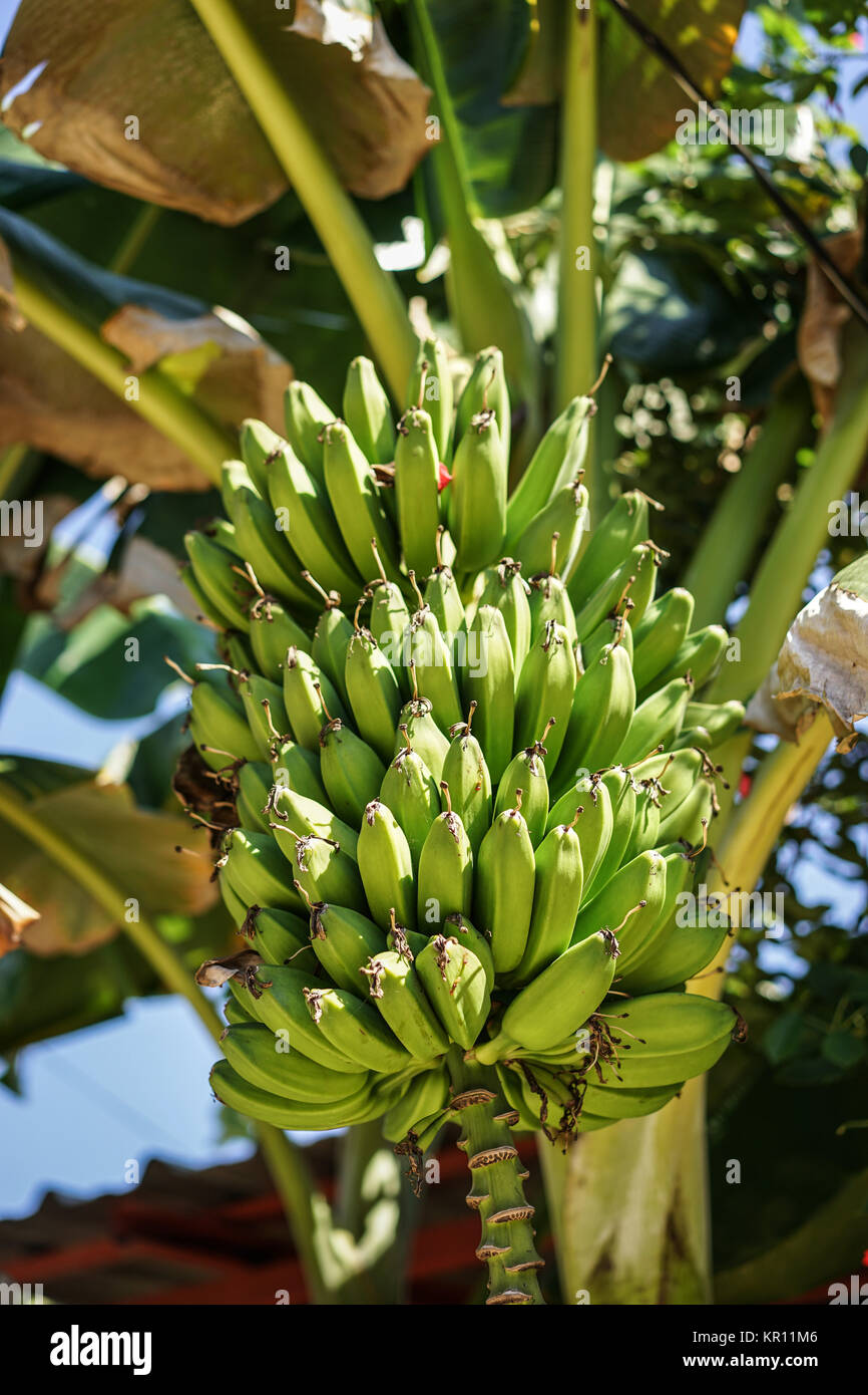 bananas on banana palm tree Stock Photo - Alamy