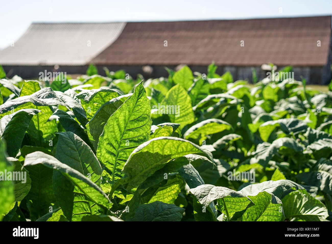 Chewing Tobacco Leaves High Resolution Stock Photography and Images - Alamy