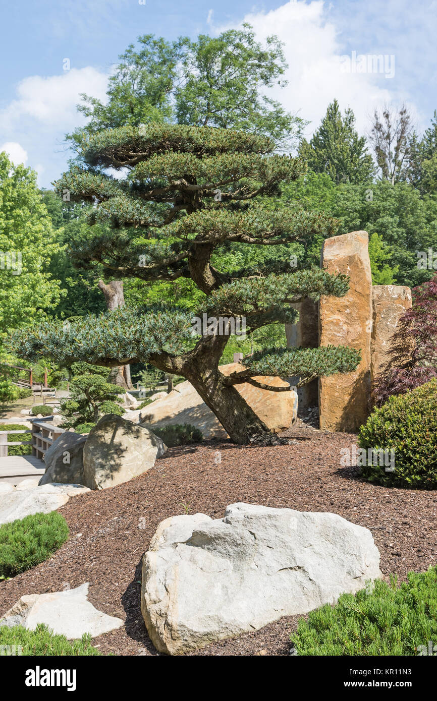 Pine tree in the Japanese garden Stock Photo - Alamy