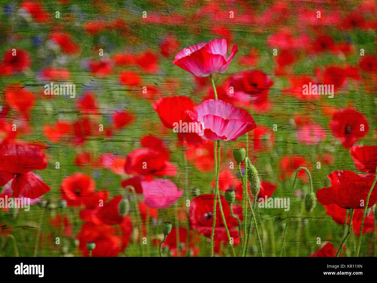 poppies with texture Stock Photo - Alamy