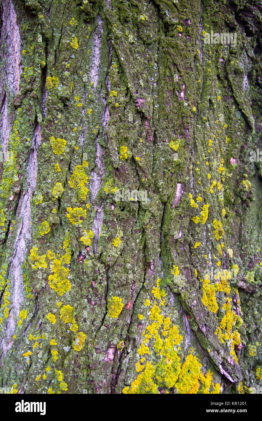 bark and moss Stock Photo - Alamy