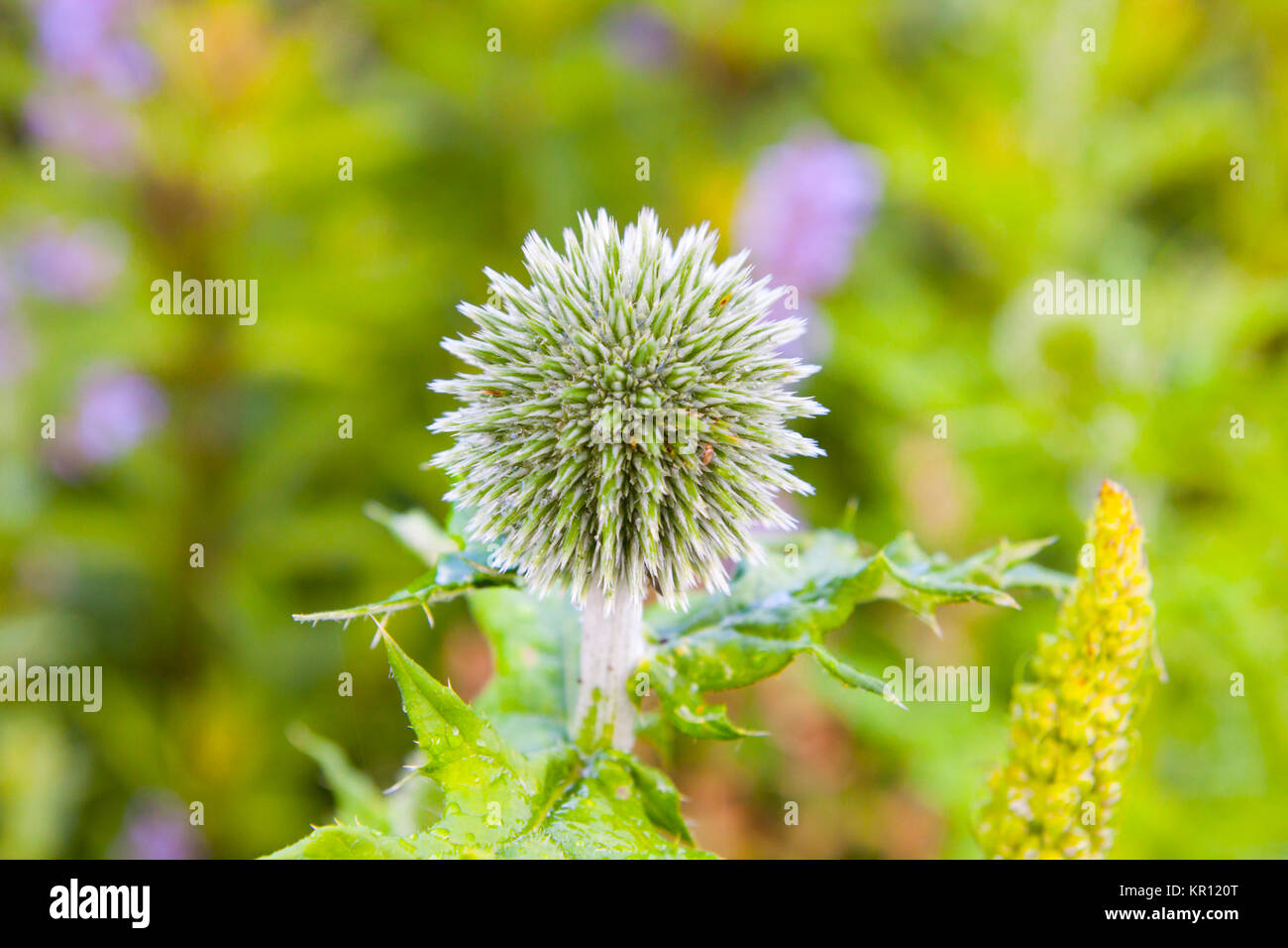 Kugeldisteln hi-res stock photography and images - Alamy