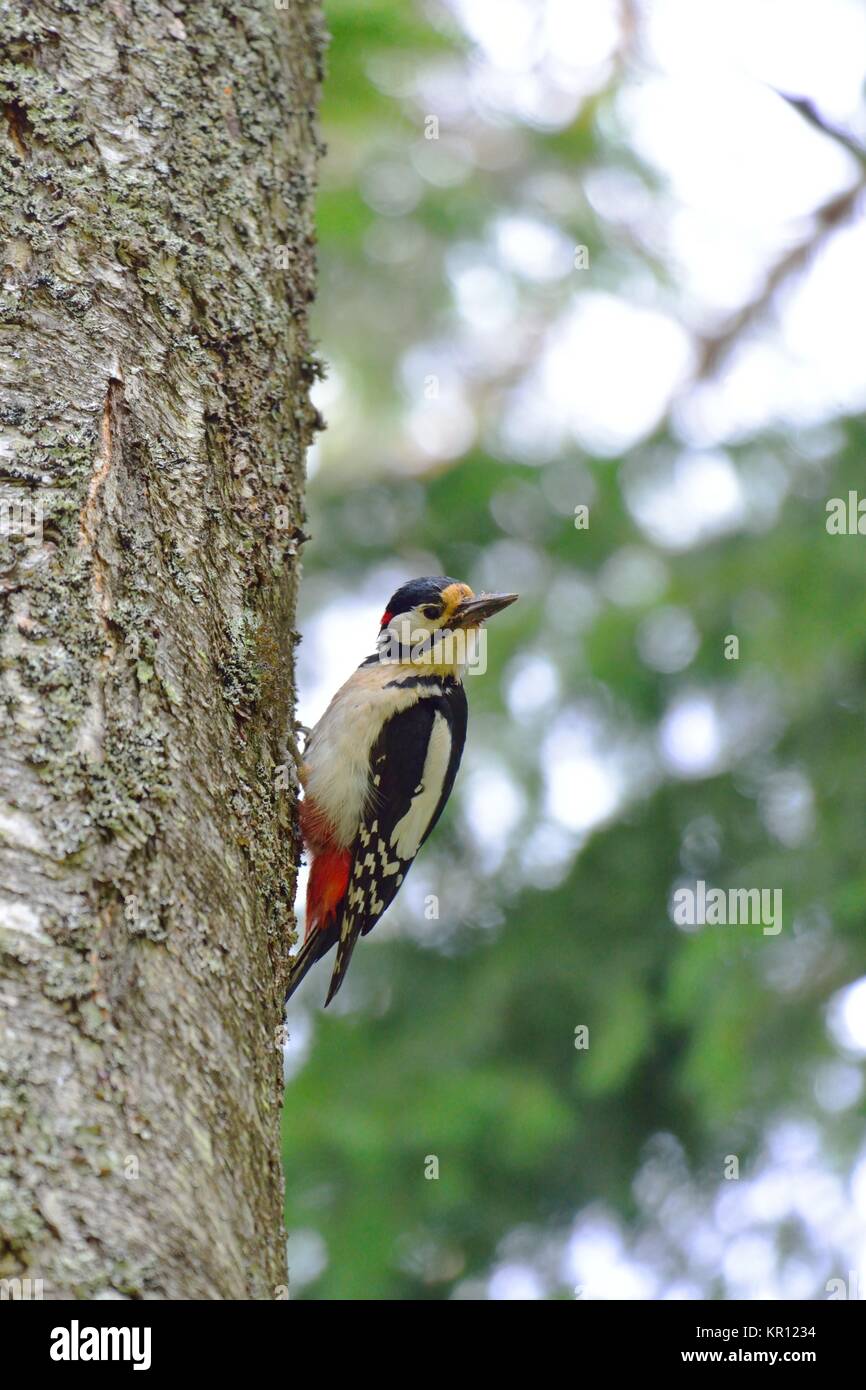 Woodpecker in a tree Stock Photo - Alamy