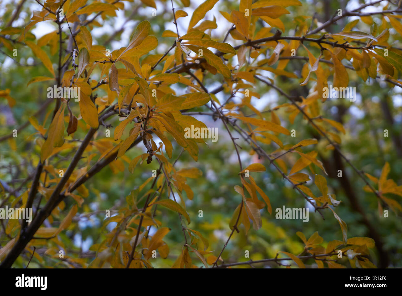 Autumn leaves wallpaper hi-res stock photography and images - Alamy