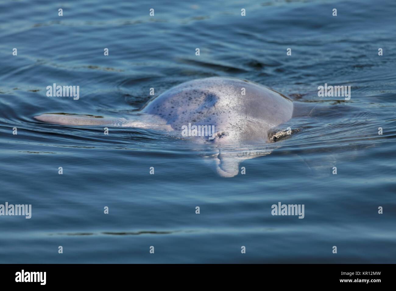 Australian Humpback Dolphin Stock Photo - Alamy
