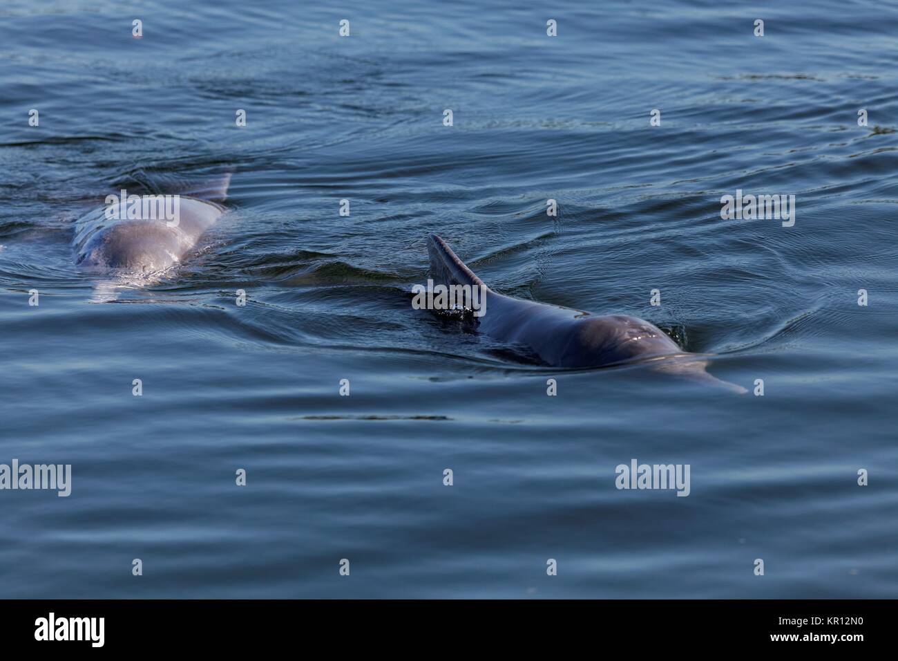 Australian Humpback Dolphin Stock Photo - Alamy