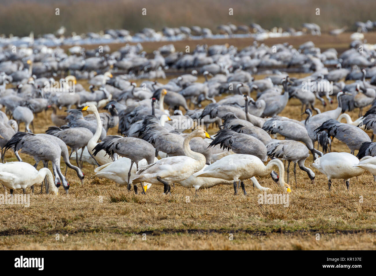Lots of cranes and swan on a field Stock Photo - Alamy