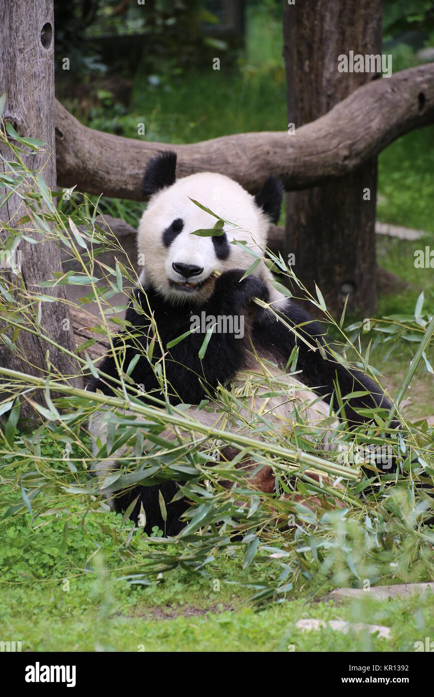 giant panda eating bamboo Stock Photo - Alamy