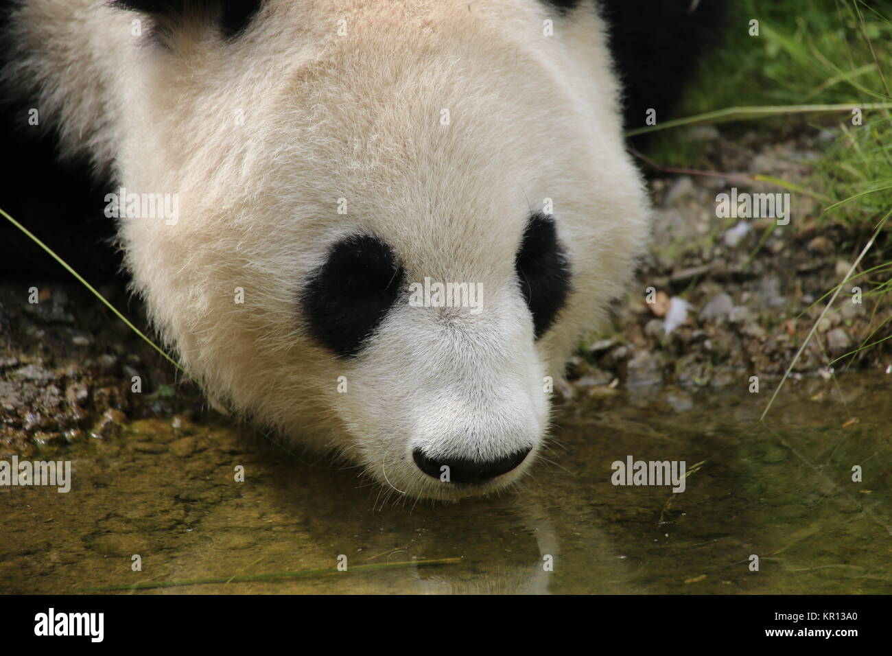 giant panda drinking water Stock Photo - Alamy