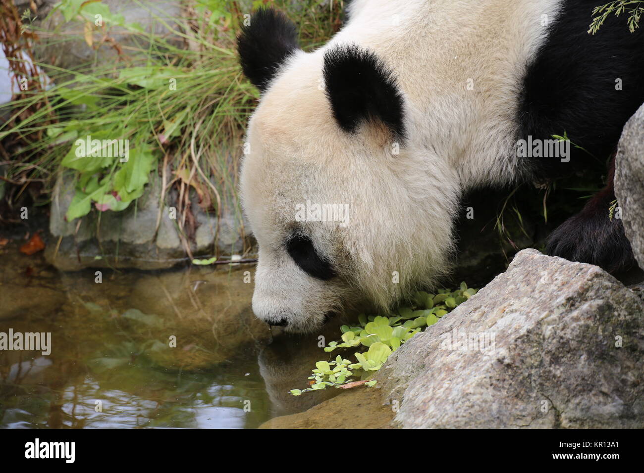 Panda In Water