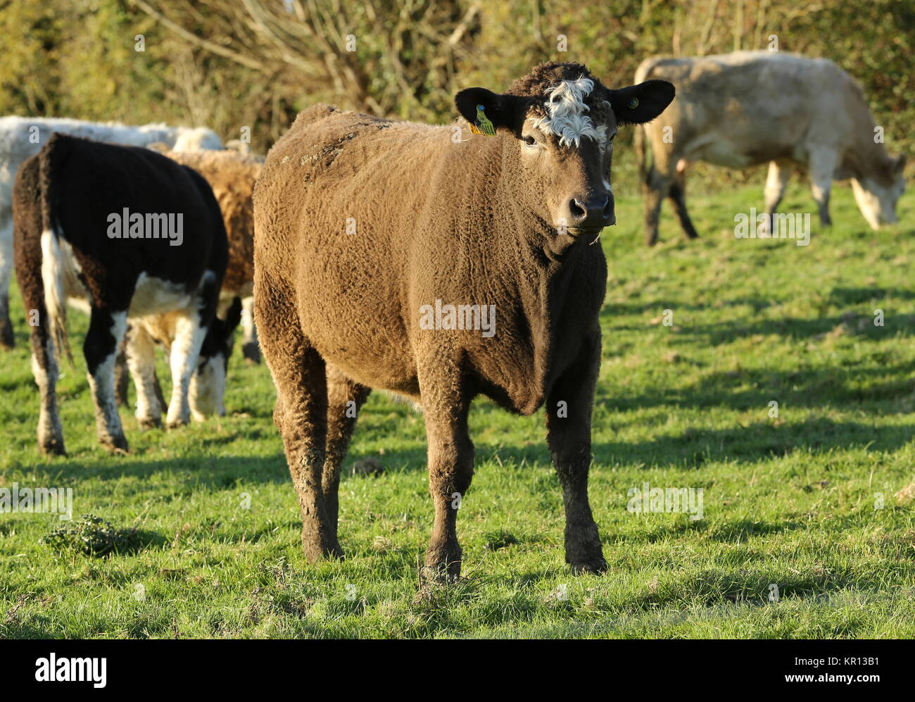 Cattle in a farm field in Gloucestershire Stock Photo - Alamy