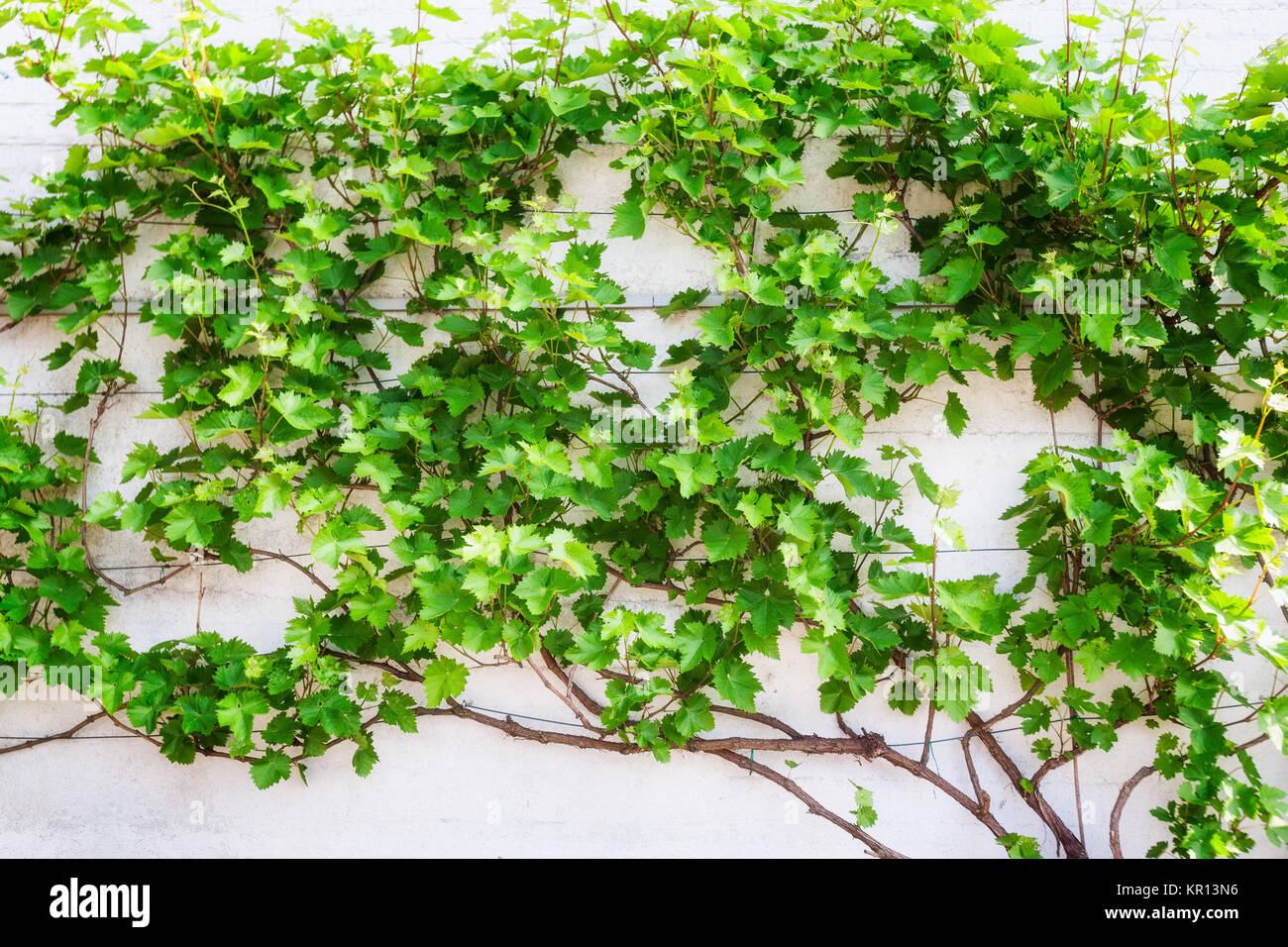 Green grape leaves. Grapevine on white wall in springtime. Floral ...