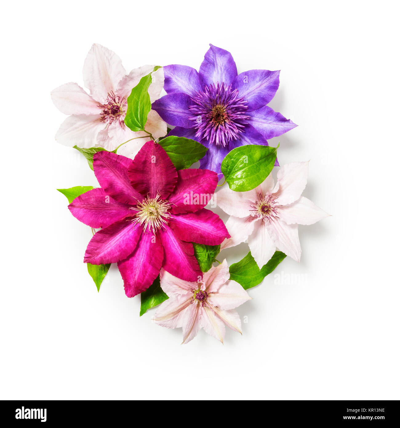 Clematis flowers bunch isolated on white background clipping path ...