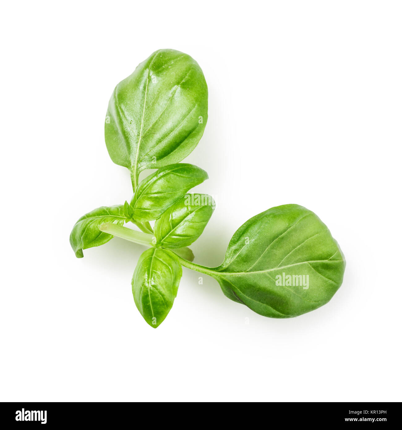 Fresh basil leaves isolated on white background. Single object with ...