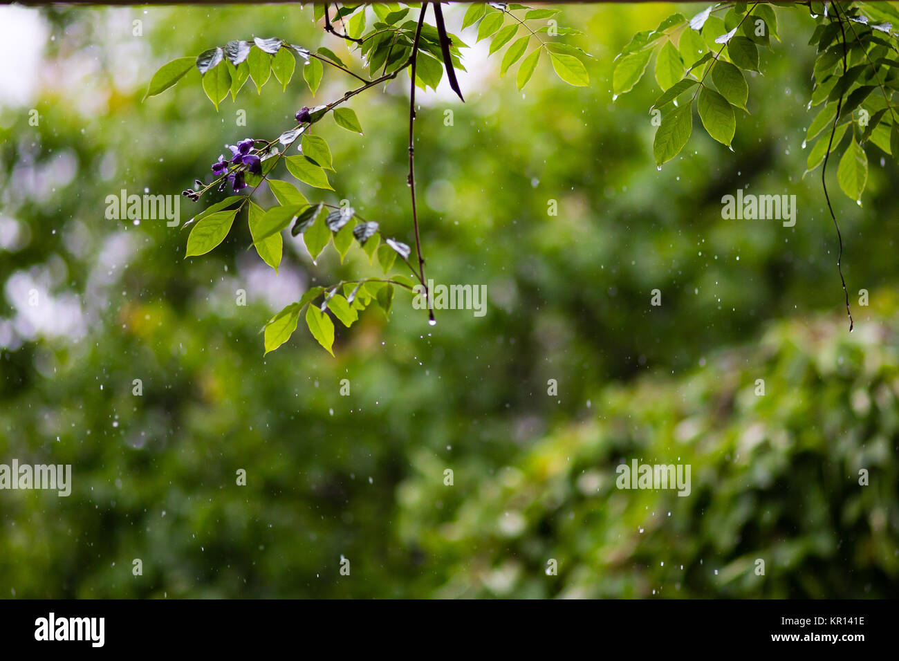 pouring Rain drops raining with green natural plants background Stock ...