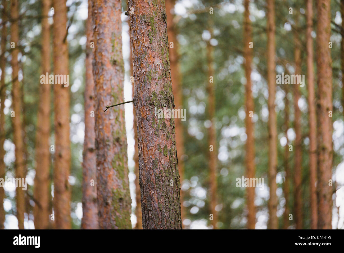 view inside of the forest on the trees Stock Photo - Alamy