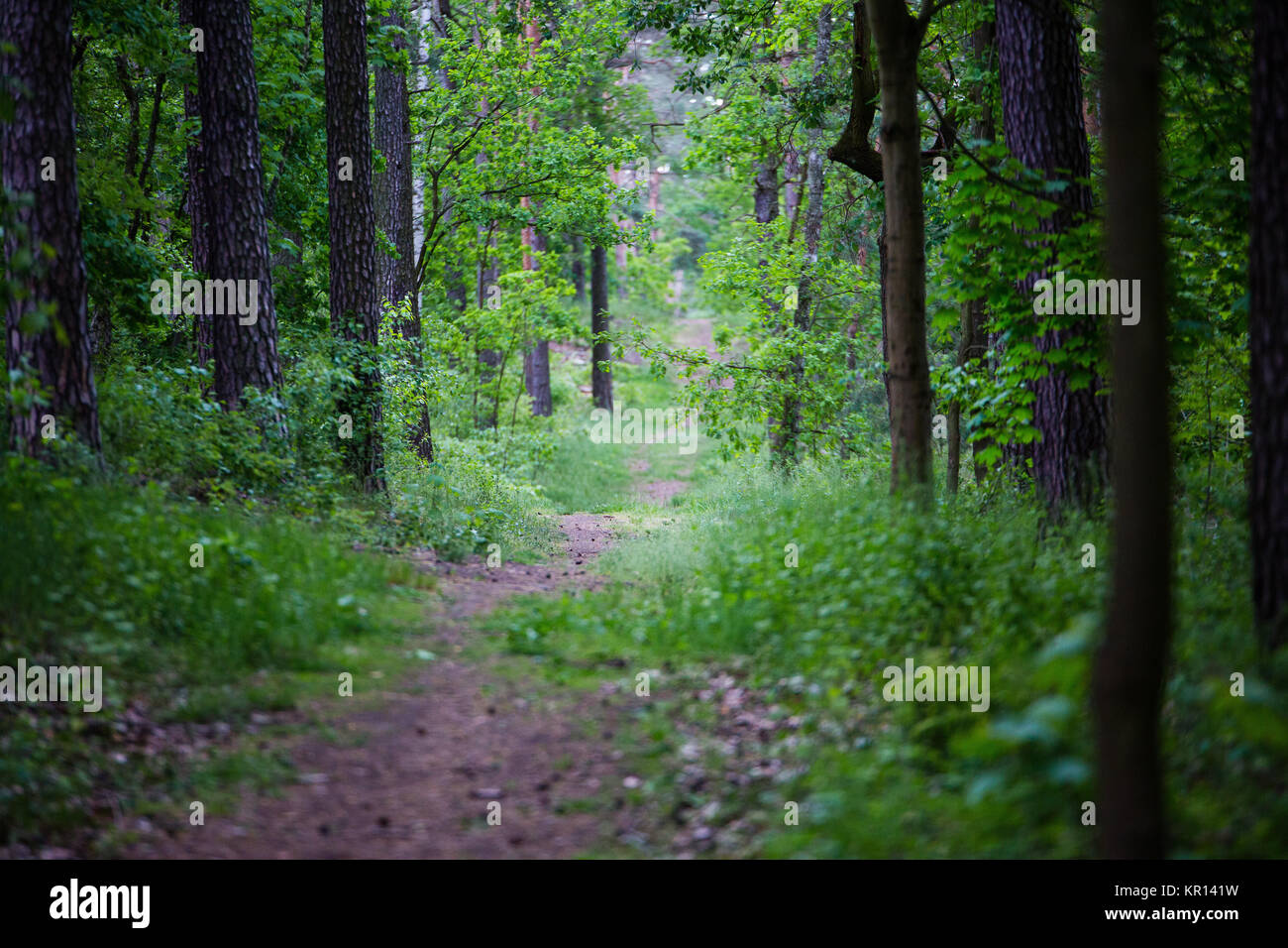 view inside of the forest on the trees Stock Photo - Alamy