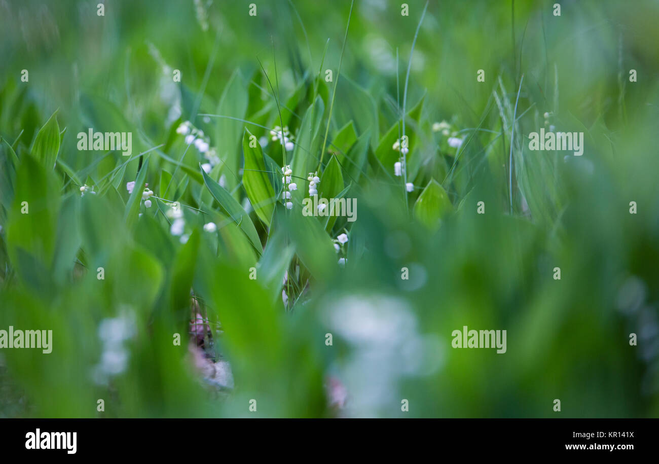 Twigs of Lilly of the valley in forest Stock Photo - Alamy