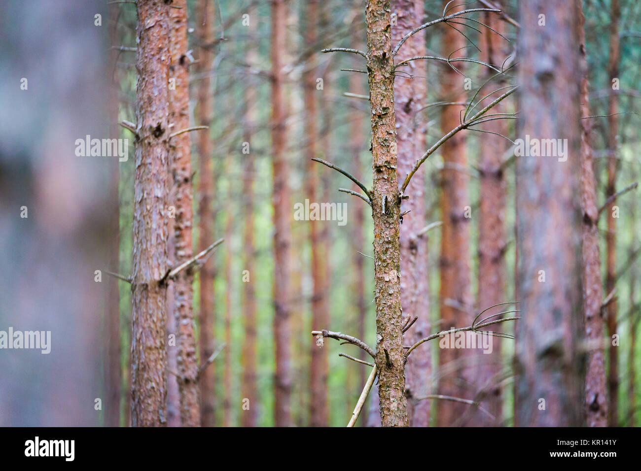 trees trunks in symmetry and balance in forest Stock Photo - Alamy