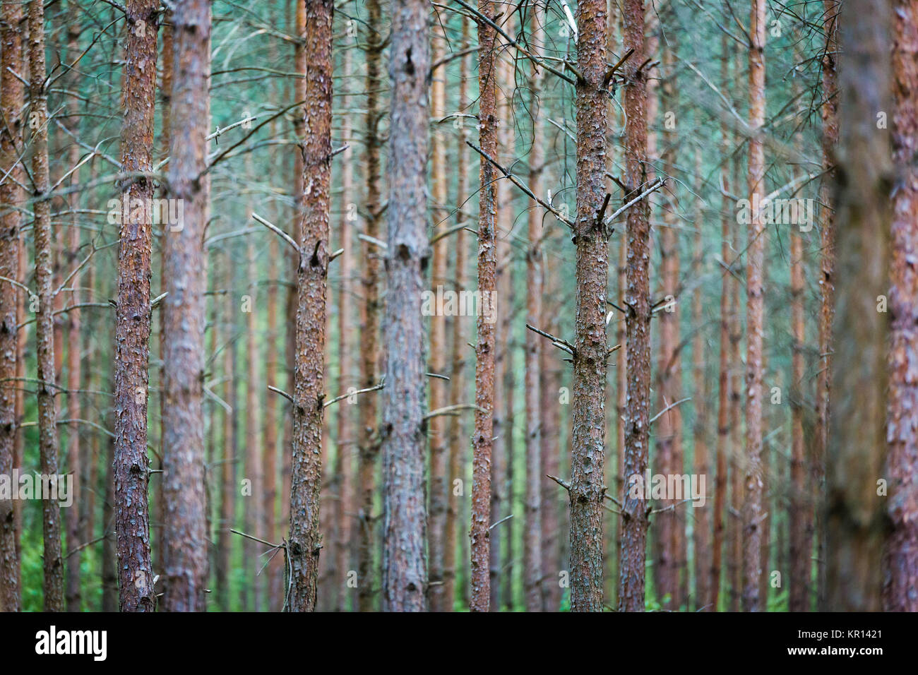 trees trunks in symmetry and balance in forest Stock Photo - Alamy