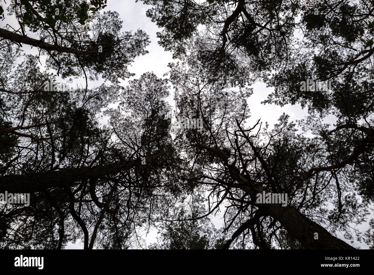 looking up into the treetops of a pine forest Stock Photo - Alamy