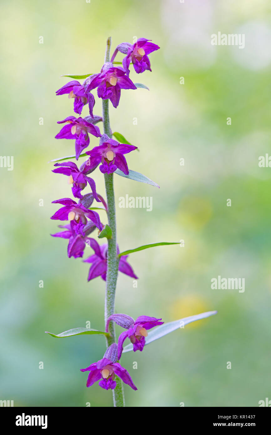 dark red helleborine Stock Photo - Alamy