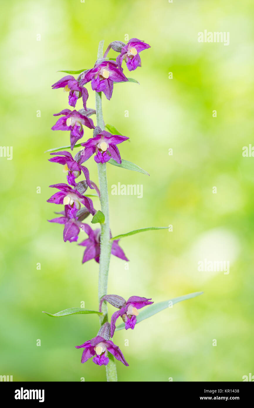 dark red helleborine Stock Photo - Alamy