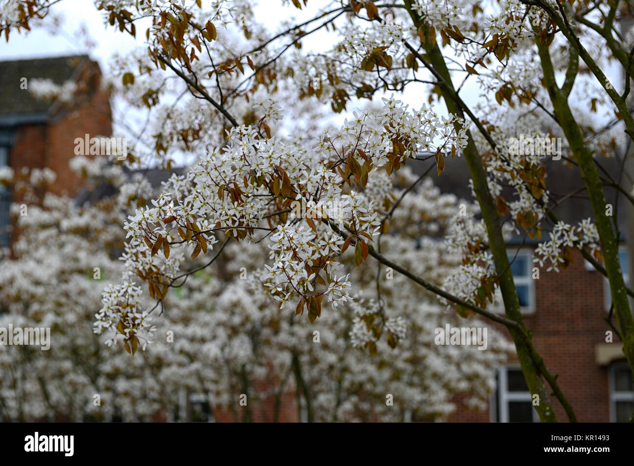 Amelanchier canadensis, Snowy Mespilus,Shadblow, Serviceberry, white ...
