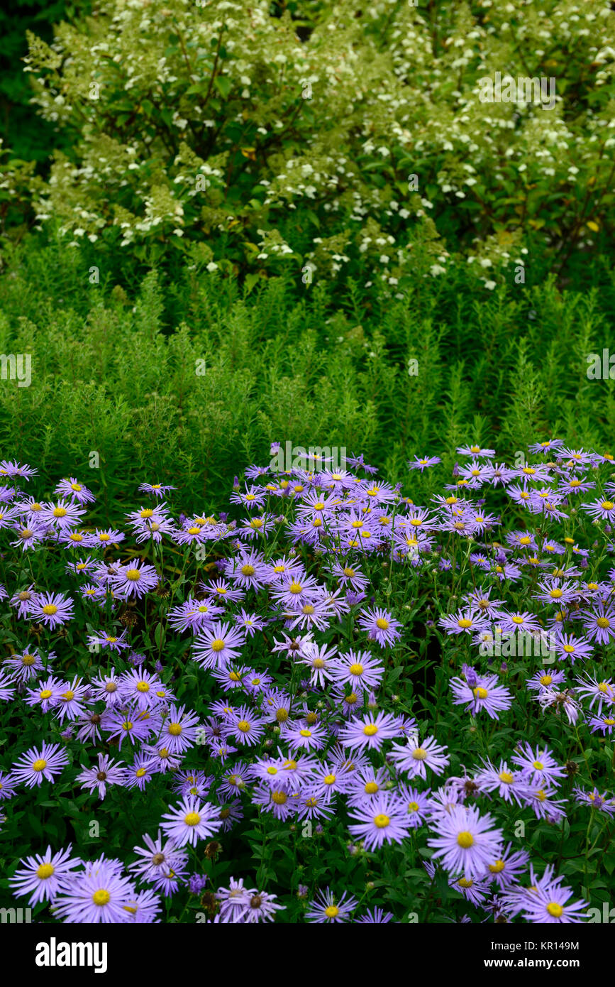 aster amellus rosa von ronsdorf,italian aster,asters,Michaelmas Daisy ...