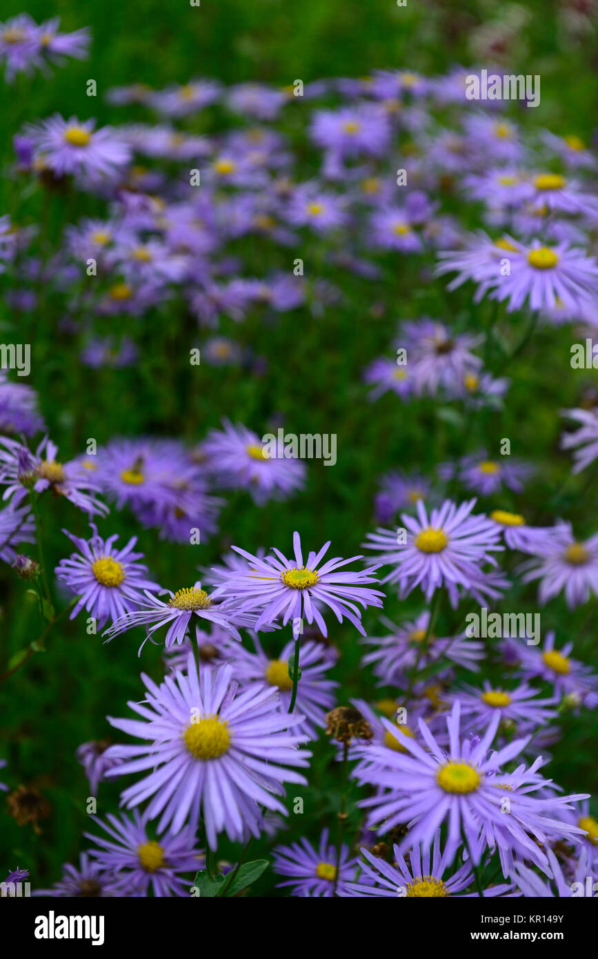 aster amellus rosa von ronsdorf,italian aster,asters,Michaelmas Daisy ...