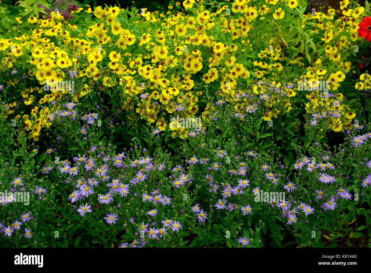 aster amellus rosa von ronsdorf,italian aster,asters,Michaelmas Daisy ...