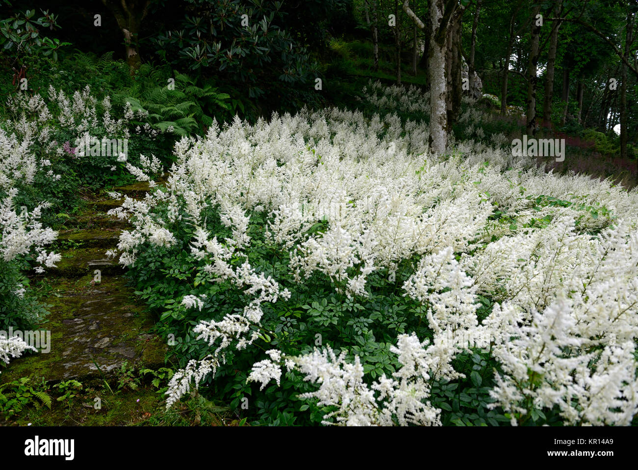Astilbe chinensis,false goatsbeard,wood,woodland,shade,shady,shaded ...