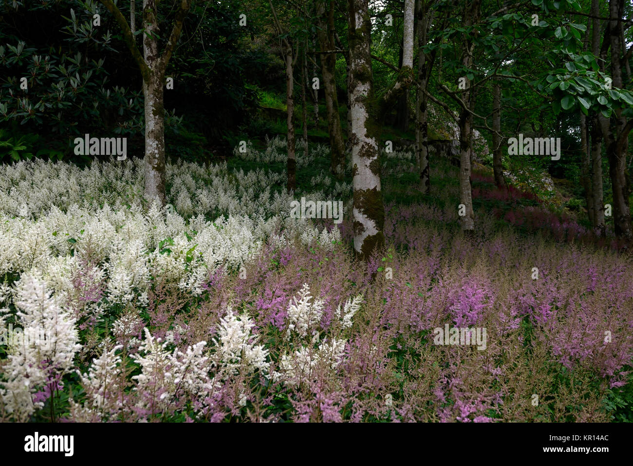 Astilbe chinensis,false goatsbeard,wood,woodland,shade,shady,shaded ...
