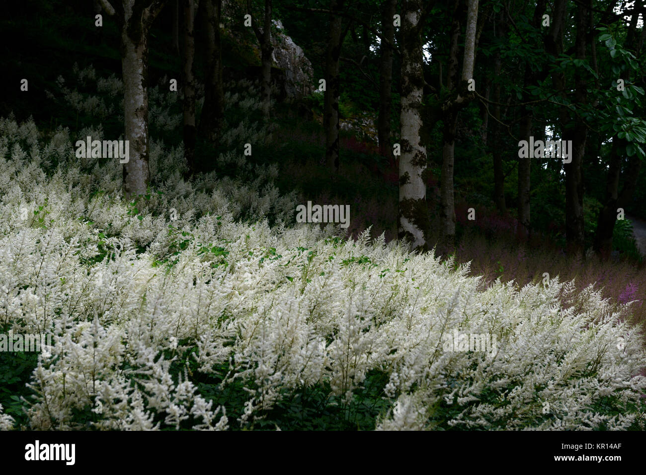 Astilbe chinensis,false goatsbeard,wood,woodland,shade,shady,shaded ...