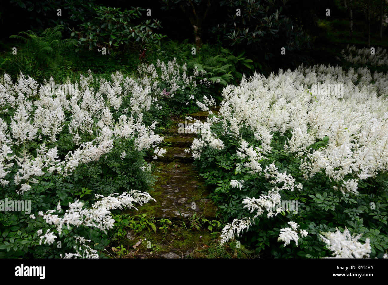 Astilbe chinensis,false goatsbeard,wood,woodland,shade,shady,shaded ...