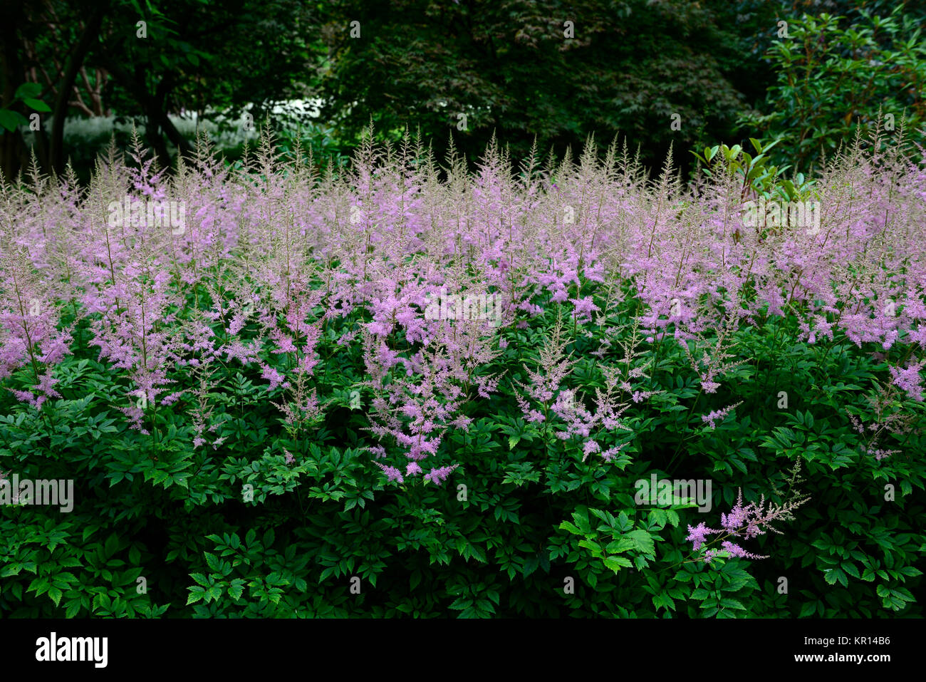 Astilbe chinensis,false goatsbeard,wood,woodland,shade,shady,shaded ...