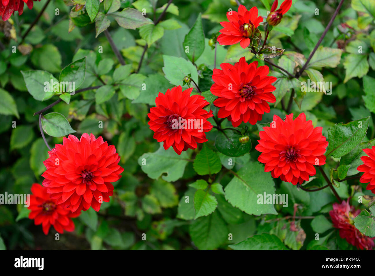 Red small hi-res stock photography and images - Alamy