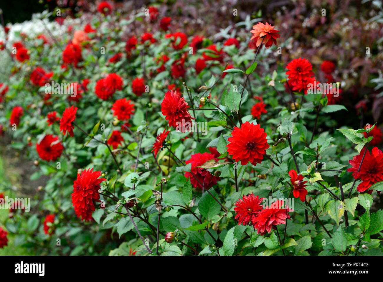 Dahlia deep red flower hi-res stock photography and images - Alamy