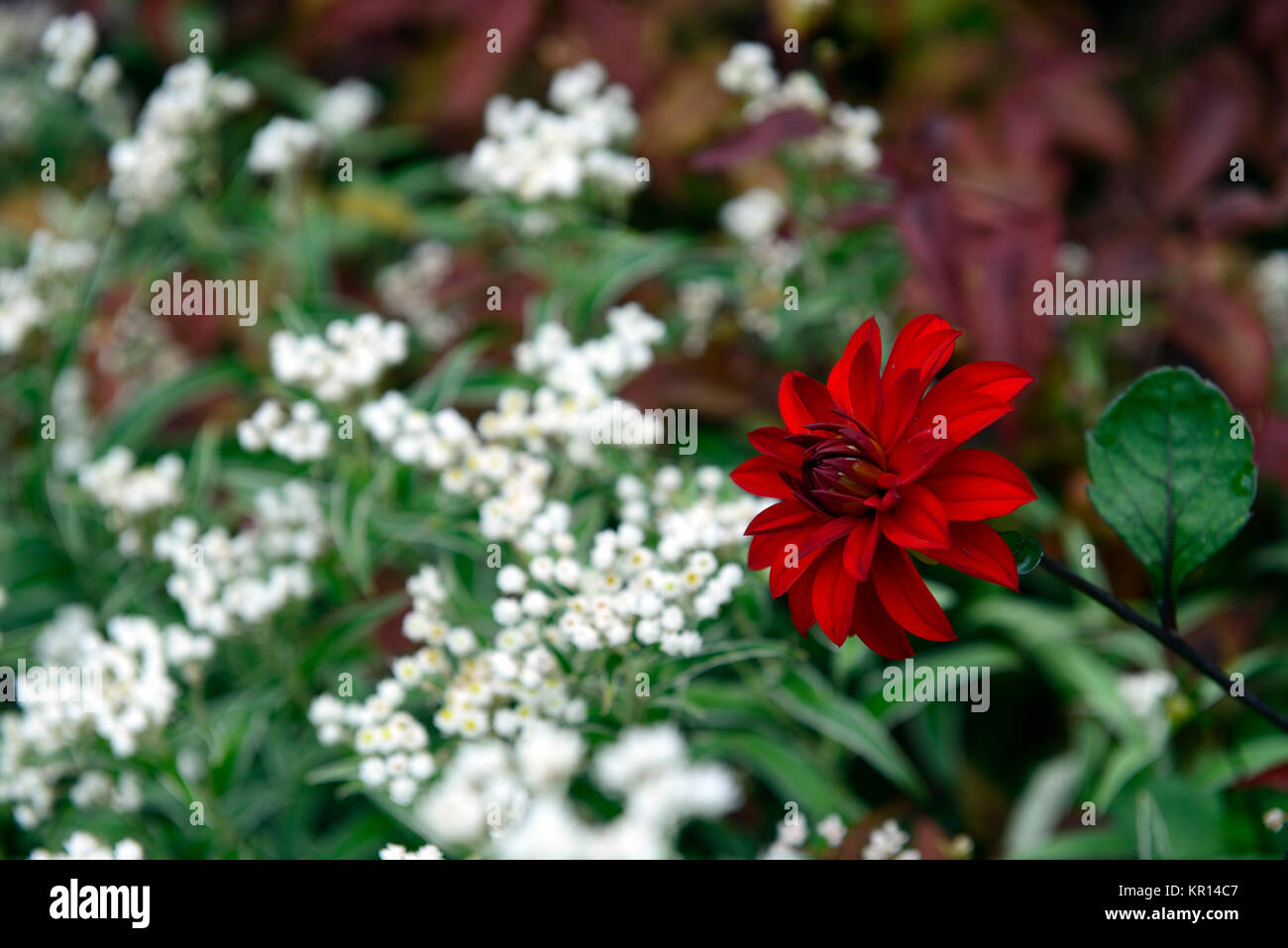 Dahlia deep red flower hi-res stock photography and images - Alamy