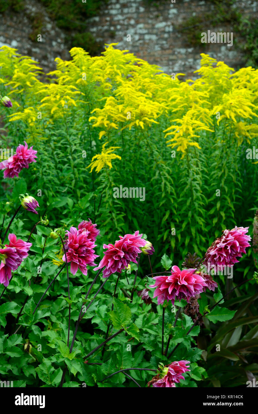 Solidago virgaurea hi-res stock photography and images - Alamy