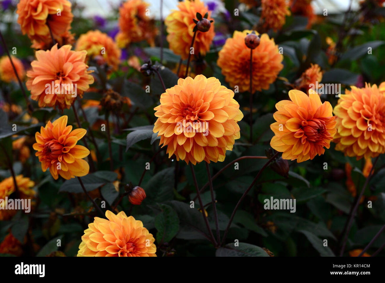 dahlia david howard,orange,flower,flowers,flowering,dahlias,RM Floral ...
